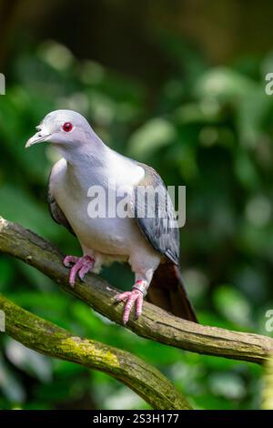 Pink-headed imperial pigeon ( Ducula rosacea ) on branch of tree. Bird ...