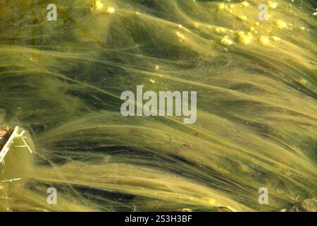 Virginia, USA. Close-up of algae growing at the edge of a mountain lake ...