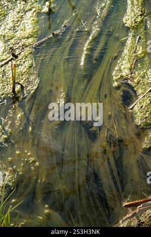 Virginia, USA. Close-up of algae growing at the edge of a mountain lake ...