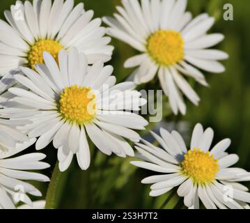Macro photography of the flowering field of daisies in spring Stock ...