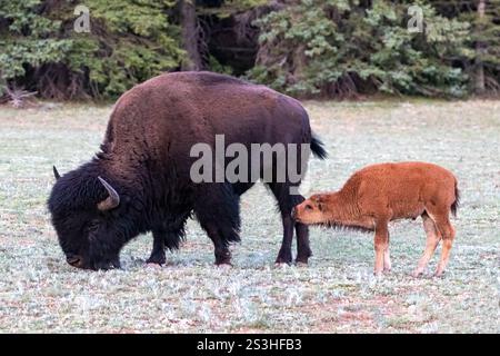 A closeup of a Bison Calf grazing on the pasture of Custer State Park ...