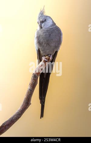 A closeup of a cute gray parrot on a wood Stock Photo - Alamy