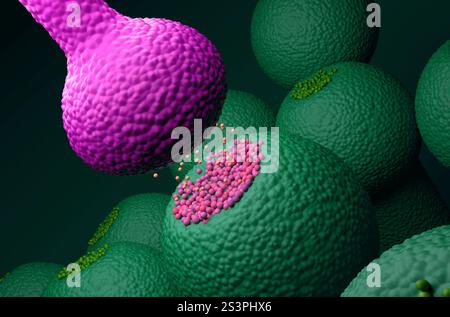 Postsynaptic neuron receptors (dendrite) receive emitted ...