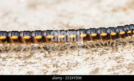 Close up of gray millipede Stock Photo - Alamy