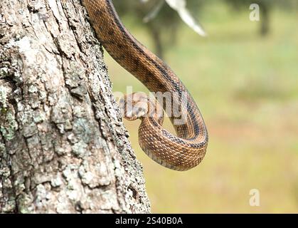 Ladder snake in defensive position Stock Photo - Alamy
