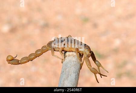 Buthus occitanus, the common yellow scorpion, is a species of scorpion ...