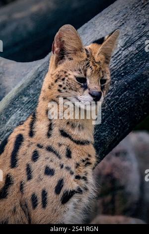 Serval. This small agile predator Stock Photo - Alamy