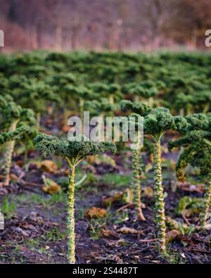 Detailed view of a single kale plant with curly green leaves, growing ...