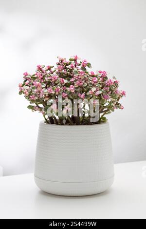 A Portulacaria afra variegata, commonly known as a variegated elephant ...