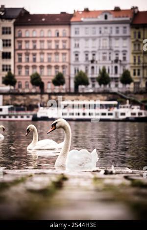 Couple of white swans Stock Photo - Alamy