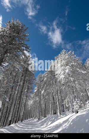 Snow covered fir trees against blue sky on cold winter Stock Photo - Alamy