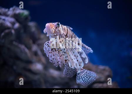 Antenna lionfish close-up. Pterois antennata in an aquarium Stock Photo ...
