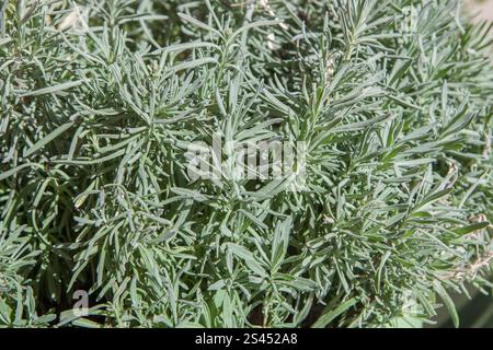 Prostrate rosemary or Rosmarinus officinalis postratus. Perennial herbs ...