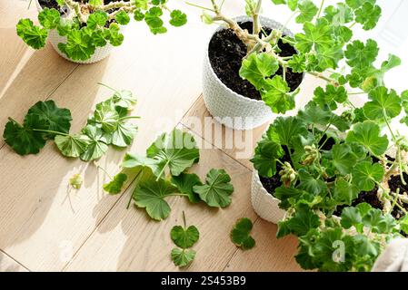 Pruning of cuttings and shoots of geranium and pelargonium in the ...