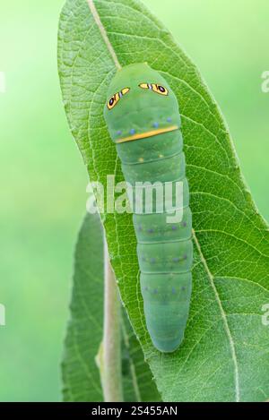 Macro of a swallowtail caterpillar resting on a parsley plant in New ...