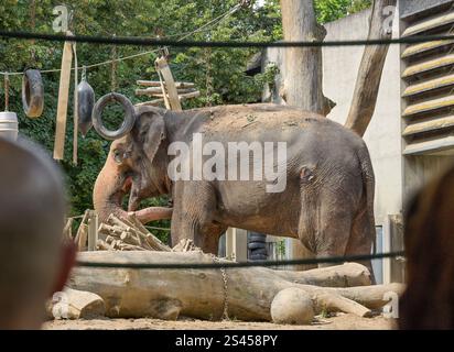 Asiatischer Elefant, Wilhelma, Zoologisch-Botanischer Garten, Stuttgart ...