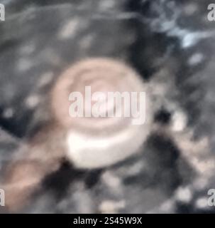 Southern Flatcoil (Polygyra cereolus Stock Photo - Alamy