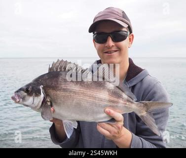 Blue Moki (Latridopsis ciliaris Stock Photo - Alamy