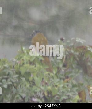 Black-headed Saltator (Saltator atriceps Stock Photo - Alamy