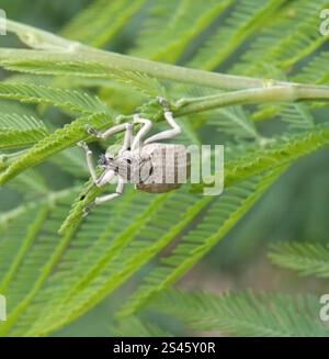 Fruit-tree Root Weevil (Leptopius robustus Stock Photo - Alamy