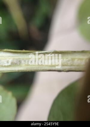 Nyssa ogeche Nyssa ogeche Stock Photo - Alamy