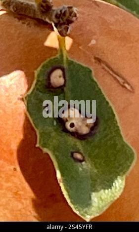 Jumping Gall Wasp (Neuroterus saltatorius), Insecta, Granville, Saanich ...