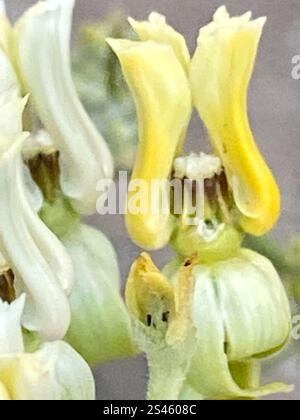 rush milkweed (Asclepias subulata Stock Photo - Alamy