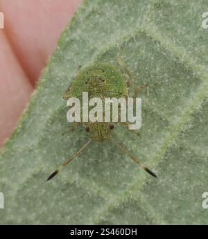 Green potato bug (Cuspicona simplex Stock Photo - Alamy