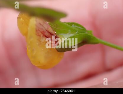 Cape Caterpillarbean (Zornia capensis Stock Photo - Alamy