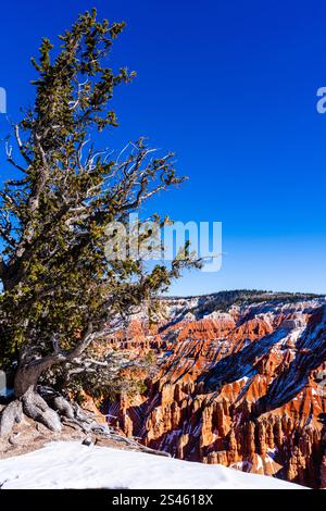 Photograph of Western Bristlecone Pine (Pinus longaeva) near Spectra ...