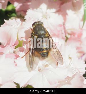 Bush Flies (Scaptia Stock Photo - Alamy
