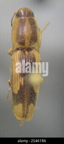 Tobacco Wireworm (Monocrepidius vespertinus Stock Photo - Alamy