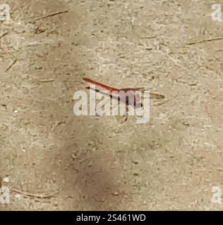 Scarlet Percher (Diplacodes haematodes Stock Photo - Alamy