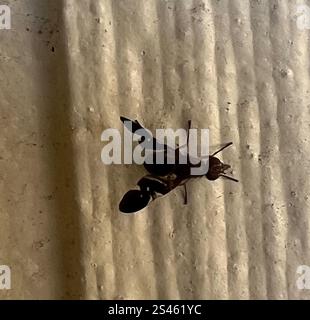 Common Picture-winged Fly (Delphinia picta Stock Photo - Alamy