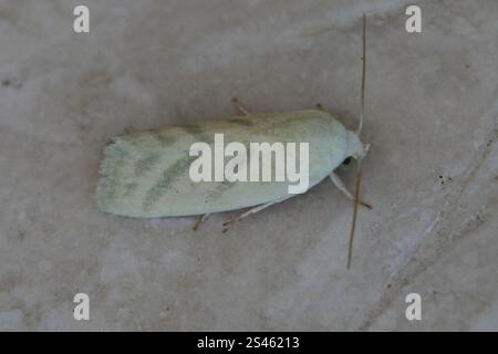 Three-barred Earis (Earias paralella Stock Photo - Alamy