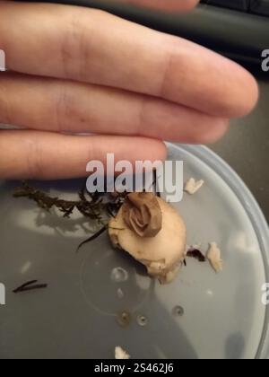 Rounded Earthstar, Geastrum saccatum, in the moist forest at Staircase ...