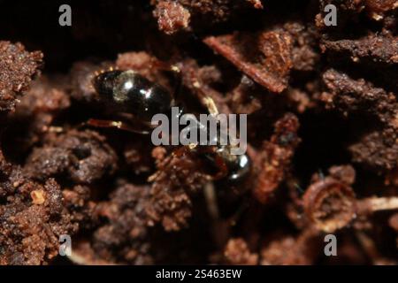Typical Ponerine Ants (Ponerini Stock Photo - Alamy