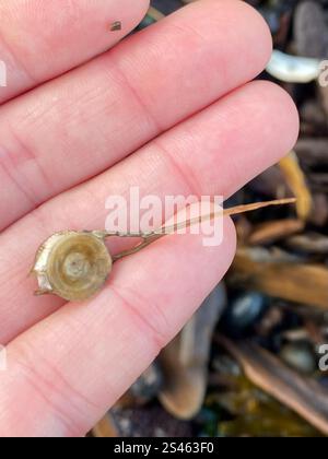 Salmons, Trouts, and Whitefishes (Salmonidae Stock Photo - Alamy