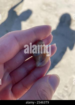 Dove Snails (Columbellidae Stock Photo - Alamy