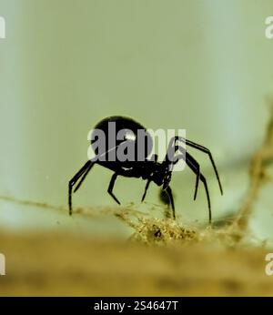 Black Cobweb Spider (Steatoda capensis), Arachnida, Chatham Islands ...
