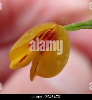 Cape Caterpillarbean (Zornia capensis Stock Photo - Alamy