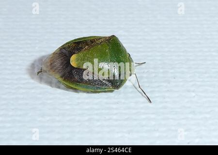 Green Stink Bug (Plautia affinis Stock Photo - Alamy