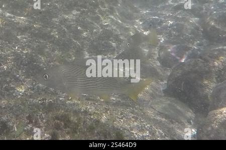 Butterflyfishes, Angelfishes, and Allies (Acanthuriformes Stock Photo ...
