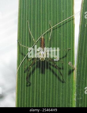 Translucent Green Jumping Spiders (Lyssomanes Stock Photo - Alamy