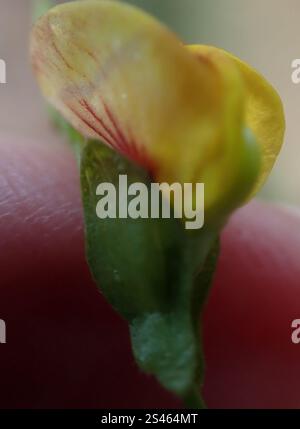 Cape Caterpillarbean (Zornia capensis Stock Photo - Alamy