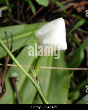 Small Fortnight Lily (Dietes iridioides Stock Photo - Alamy