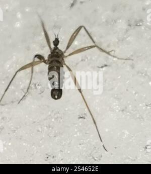 Snow Flies (Chionea Stock Photo - Alamy