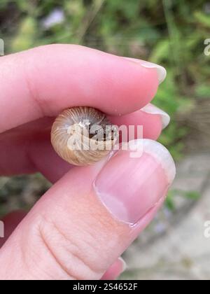 Ghost Bulimulus (Bulimulus bonariensis Stock Photo - Alamy