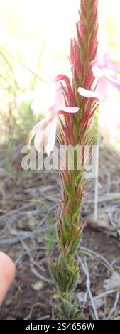 Elegant Witchweed (Striga elegans Stock Photo - Alamy