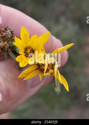Sleepy Daisy (Xanthisma texanum Stock Photo - Alamy